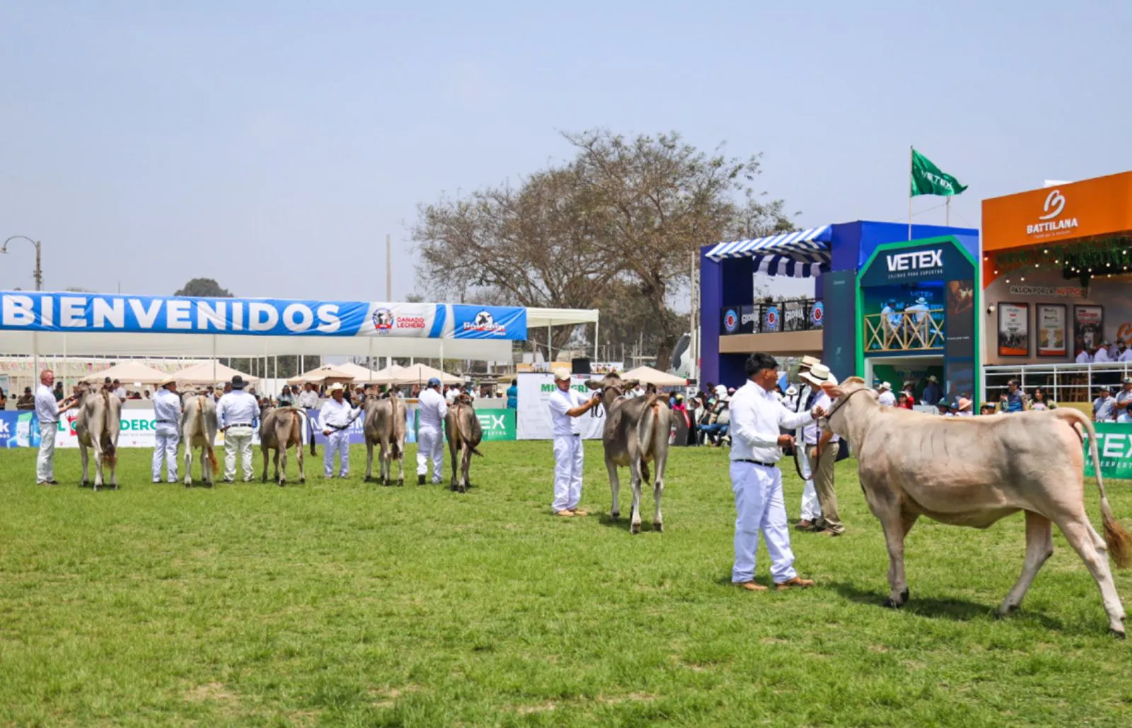 PERU: El MIDAGRI inauguro la XI Feria Nacional de Ganado Lechero de ...